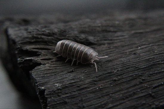 10+ Armadillo Officinalis Spain Isopod by Jungle Fever