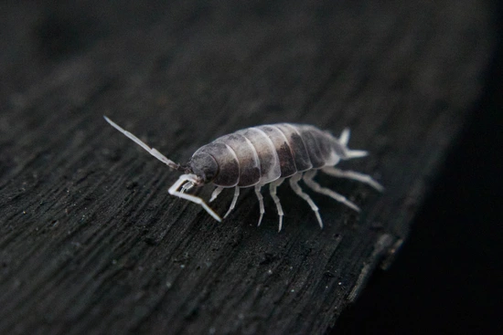 20+ Porcellionides Pruinosus Oreo Crumble Isopod by Jungle Fever