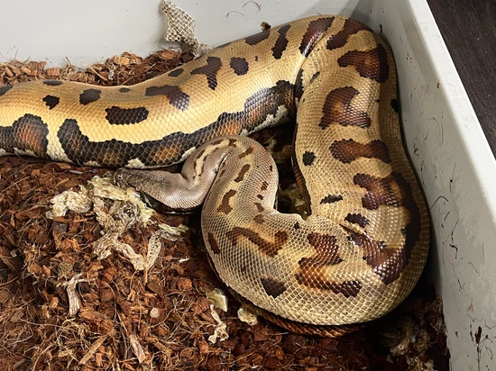 Goldeneye Blood Python by Jungle Fever
