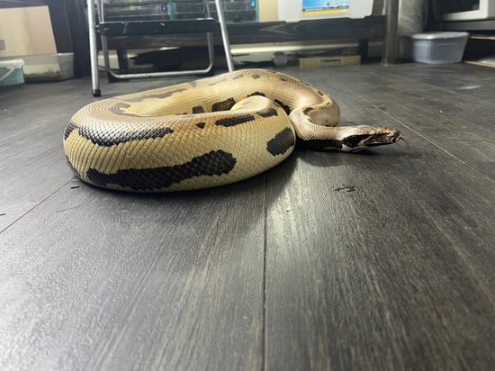 Goldeneye Blood Python by Jungle Fever