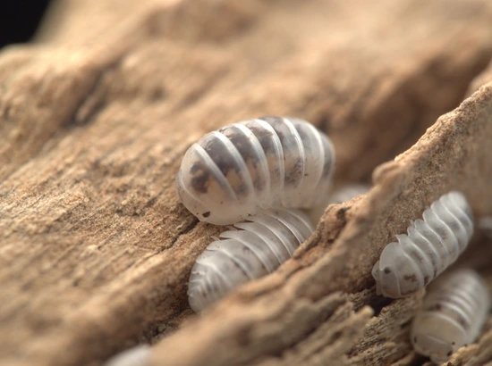 10+ Venezillo Parvus Dalmatian Isopod by Jungle Fever