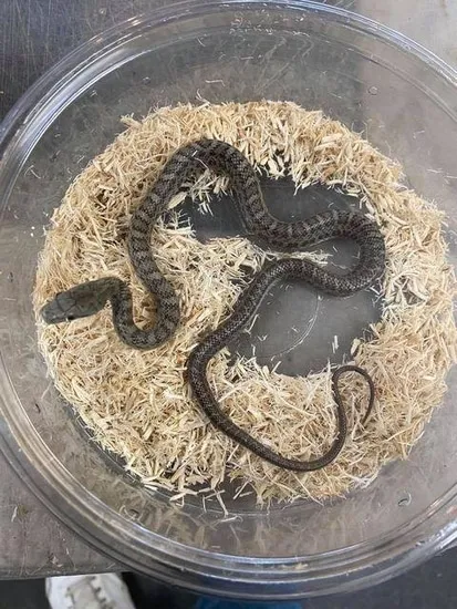 Japanese Rat Other Rat Snake by Jungle Bob's Reptile World