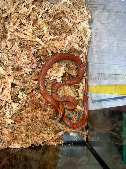 Pulcher X Coxi Bamboo Rat Snake by Jungle Bob's Reptile World