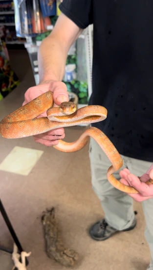 Garden Phase Amazon Tree Boa by Jungle Bob's Reptile World