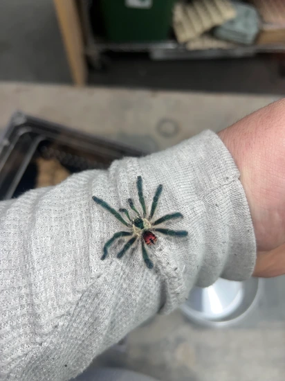 Brazilian Jewel (T. Seladonia) Tarantula by Jungle Bob's Reptile World
