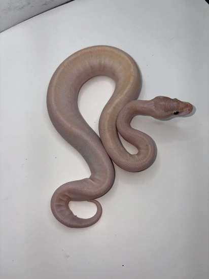 Banana Enchi Ivory Ball Python by Jungle Bob's Reptile World