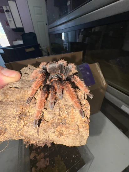 Brachypelma Klassi (Mexican Pink Leg) Tarantula by Jungle Bob's Reptile ...