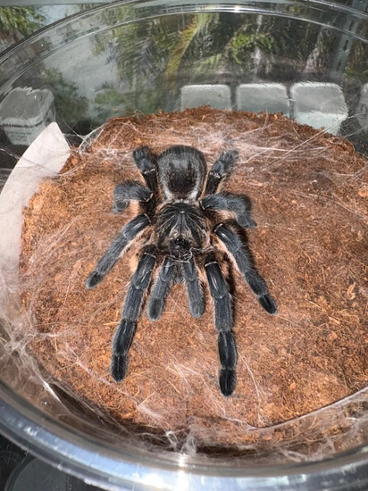 Golden Blue Leg Baboon (Harpactira Pulchripes) Tarantula by Jungle Bob ...