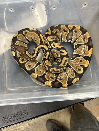 Normal Ball Python (Adoption) by Jungle Bob's Reptile World