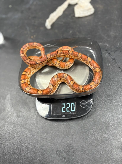 Corn Snake (Adoption) by Jungle Bob's Reptile World