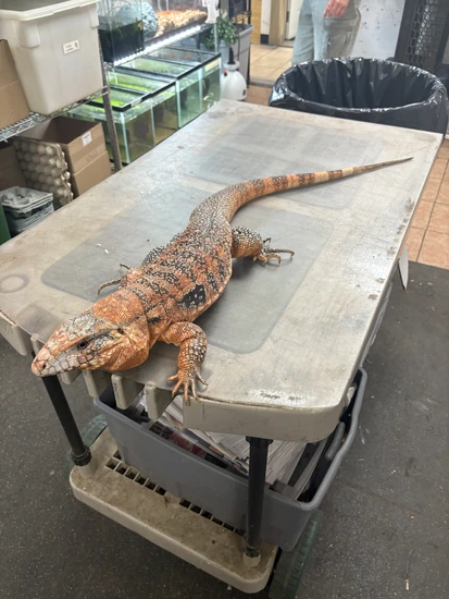"Ruby Red" POS HET Albino POS HET Anery Argentine Tegus by Jungle Bob's ...