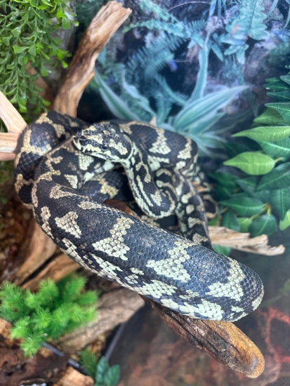Adult Male Jungle Carpet Python by Jungle Bob's Reptile World