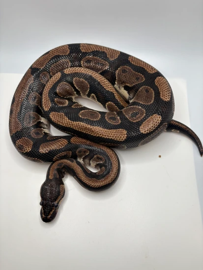 ADOPTION Ball Python by Jungle Bob's Reptile World