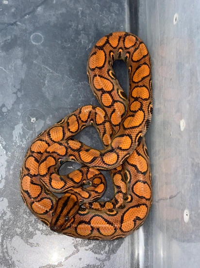 Juvenile Female Brazilian Rainbow Boa by Jungle Bob's Reptile World