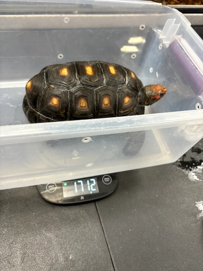 Cherry Head Red-Footed Tortoise by Jungle Bob's Reptile World