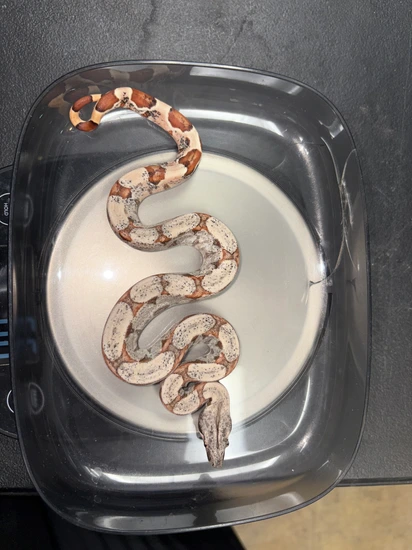 Pastel Dream Hypo Key West 66% Kahl Boa Constrictor by Jungle Bob's ...