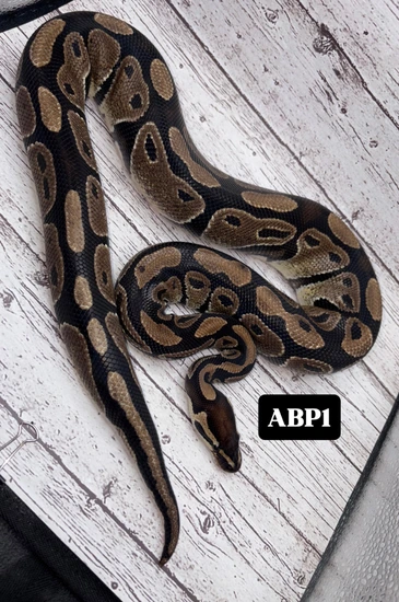 *ADOPTION* Ball Python by Jungle Bob's Reptile World