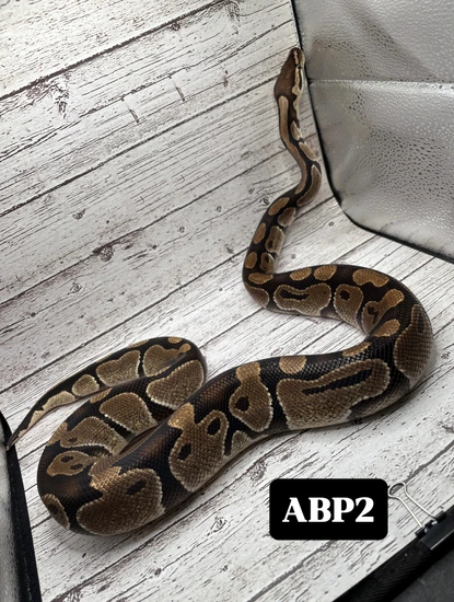 *ADOPTION* Ball Python by Jungle Bob's Reptile World