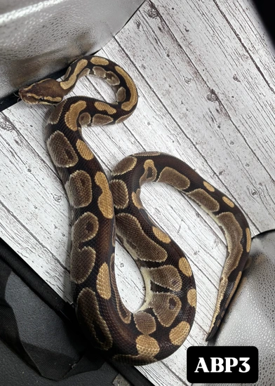 *ADOPTION* Ball Python by Jungle Bob's Reptile World
