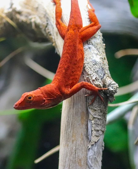 Anolis Sagrei RED Anole by jungleGIANT