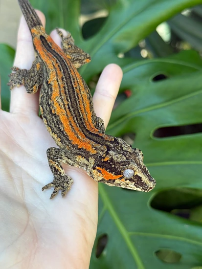 Orange Stripe Gargoyle Gecko by Jungle Jen's Exotics