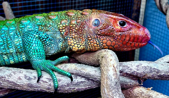 Adult Male Caiman Lizard by Tiny Jungle Farms