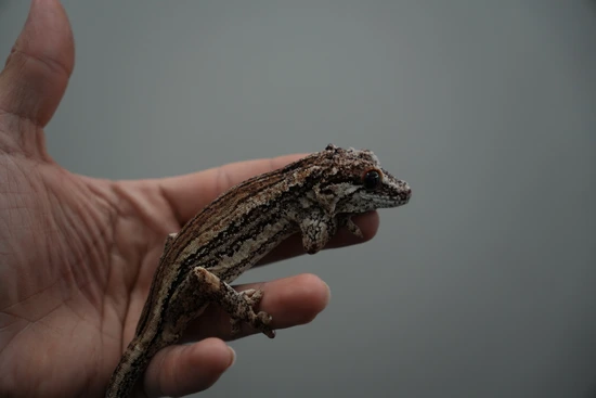 Phantom Eyed Gargoyle Gargoyle Gecko by 3woks.Exotics