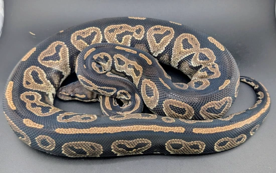 Blackhead DH Hypo/G-Stripe Ball Python by Scaled Paranoia