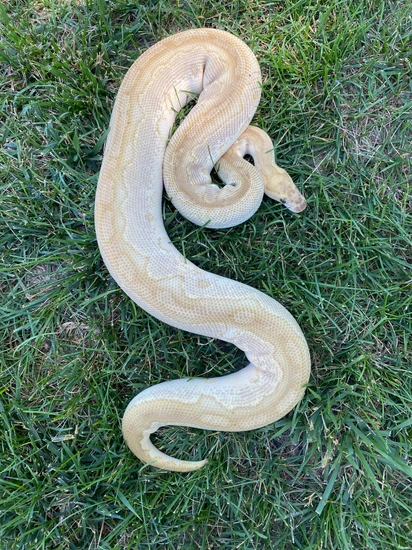 Lesser Clown Ball Python by Just Cos Reptiles