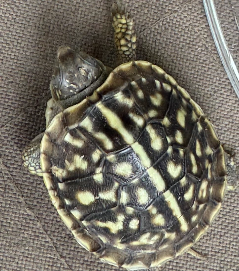 CHRISTMAS SPECIAL!! ORNATE Baby Box Turtle by Tanias critters