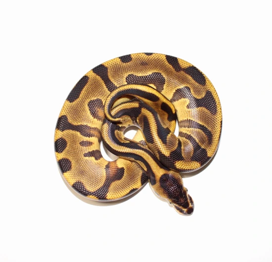 Leopard Enchi YB/Gravel Ball Python by Armless Angels LLC