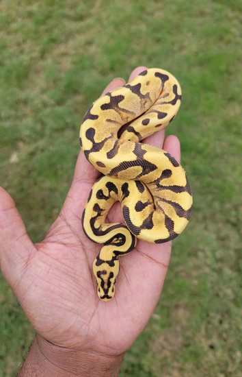 Spotnose Enchi Fire Yellowbelly Triple Het Hypo DG Clown Ball Python by ...