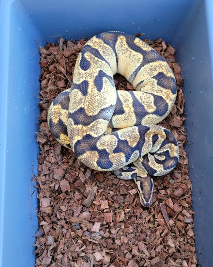 *ADULT* Super Orangedream Enchi Het Clown Ball Python by Armless Angels LLC