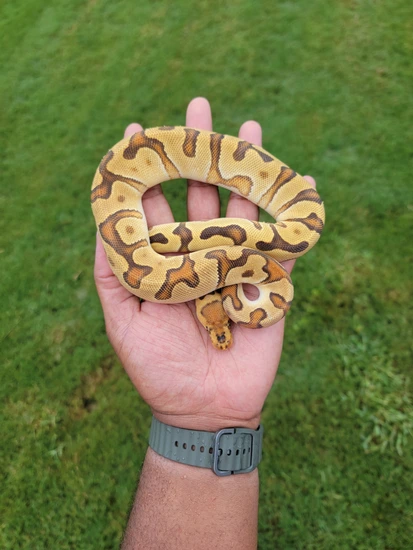 Cypress Enchi (YB) OD Clown Ball Python by Armless Angels LLC