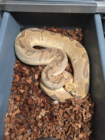 Enchi Fire Clown Ball Python by Armless Angels LLC