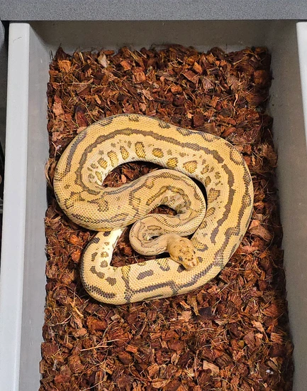 Cypress Redstripe Leopard Spotnose Clown Ball Python by Armless Angels LLC