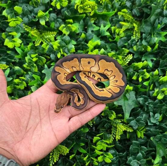 Wookie Clown Ball Python by Armless Angels LLC
