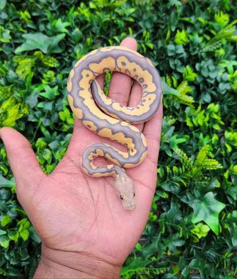 Black Pastel Hypo DG Clown Ball Python by Armless Angels LLC