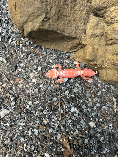 Nephrurus Levis Pilbarensis - Albino Het Patternless Knob-Tailed Gecko ...