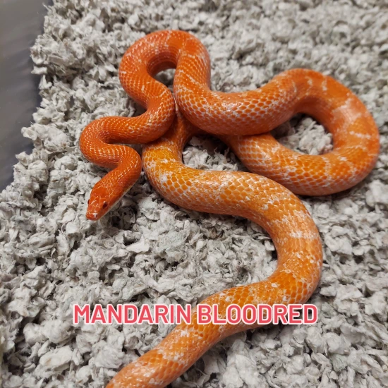 Mandarin Bloodred Corn Snake by Quirky's Colubrid Creations