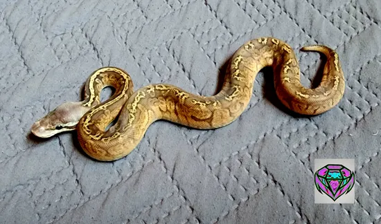 Pastel Ghi Sunset Ball Python by Family Jewels Herp Sales