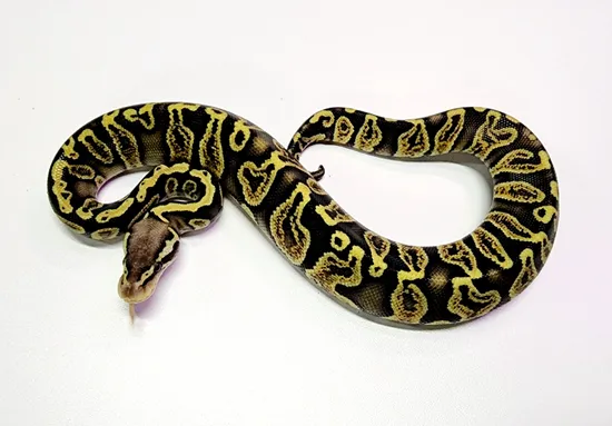 Pastel Ghi 66% Het Sunset Ball Python by Family Jewels Herp Sales