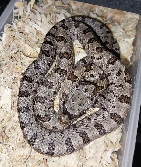 Baird's 100% Het Hypo (T+) Baird's Rat Snake by Justin McBrayer