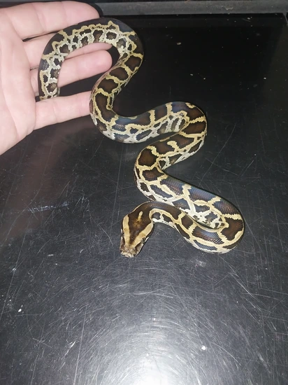 Wild Type 100% Het Green Burmese Python by Justin McBrayer