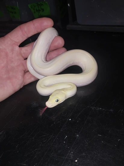 Ivory Double Het Green Granite Burmese Python by Justin McBrayer
