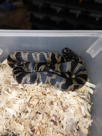 Banded Hypermelanistic California Kingsnake by Justin McBrayer