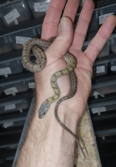 Mexican Baird's Baird's Rat Snake by Justin McBrayer