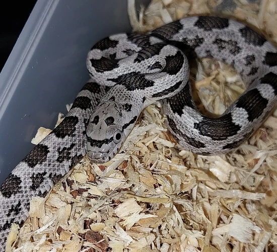 White Oak Gray Ratsnake Gray Rat Snake by Justin McBrayer