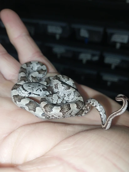 White Oak Gray Ratsnake Gray Rat Snake by Justin McBrayer