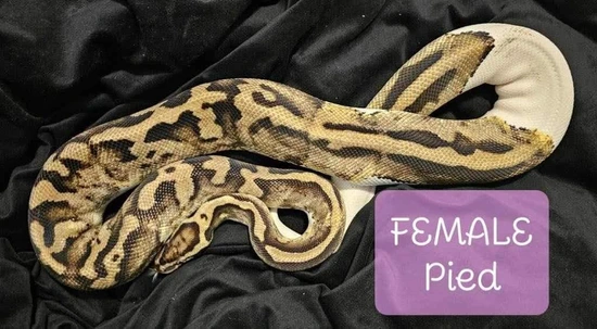Pied Ball Python by Dope Ropes